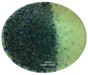 Vitrigraph Pot - Colors For Earth, LLC